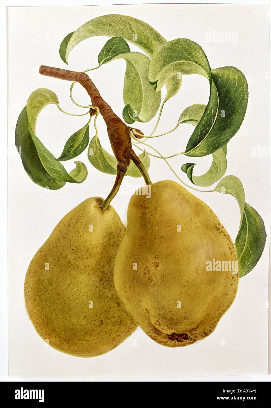 botany, Pyrus, "pear", (Pyrus communis), Saint Germain pear, fruit on ...