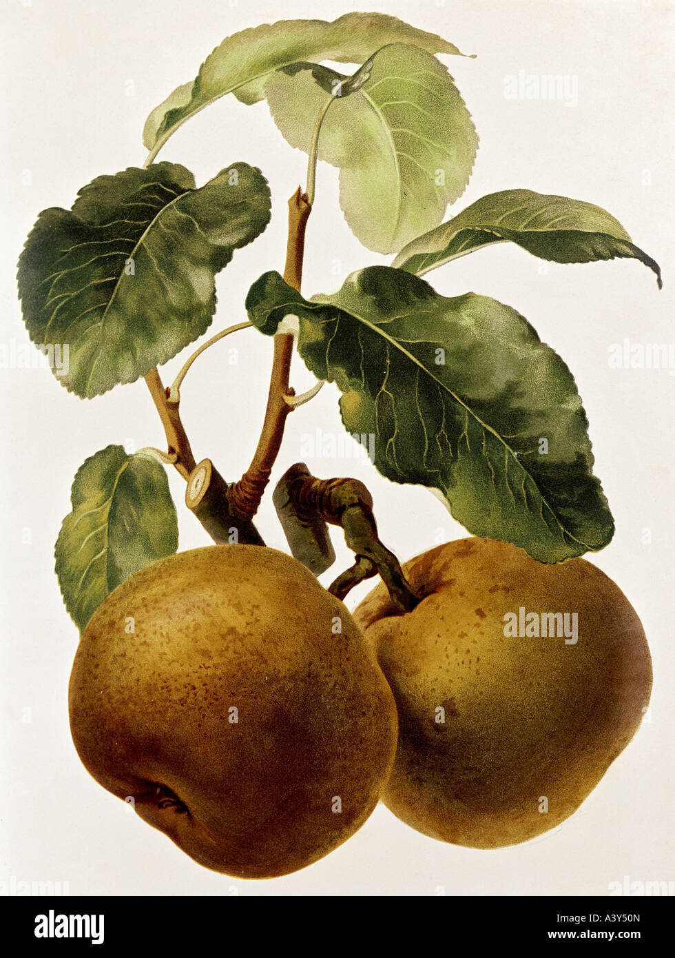 Pyrus communis illustration hi-res stock photography and images - Alamy