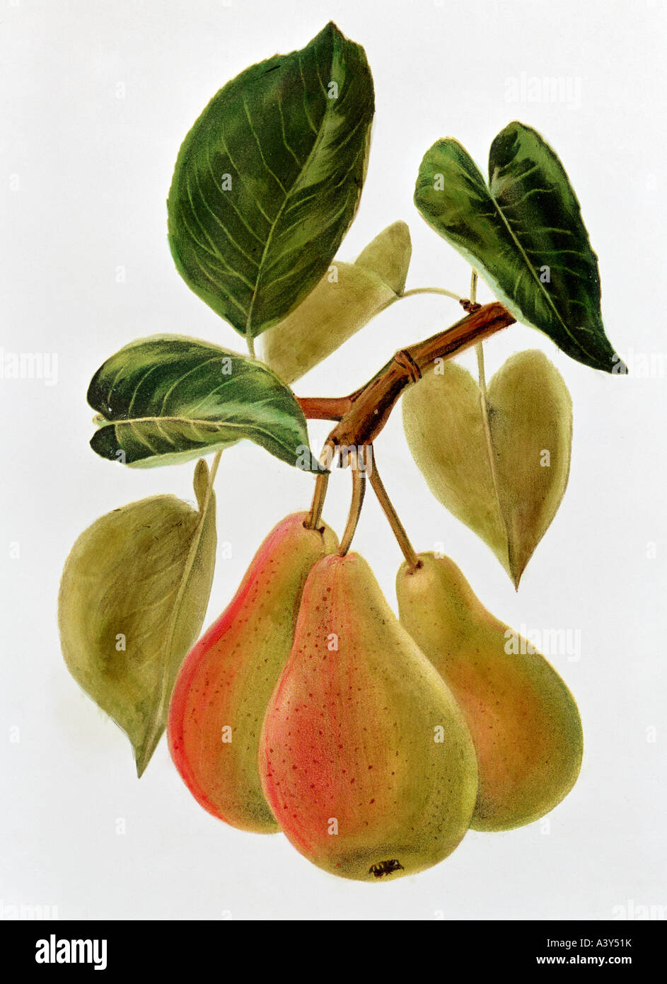 botany, Pyrus, "pear", (Pyrus communis), Stuttgarter Geishirtle, fruit ...
