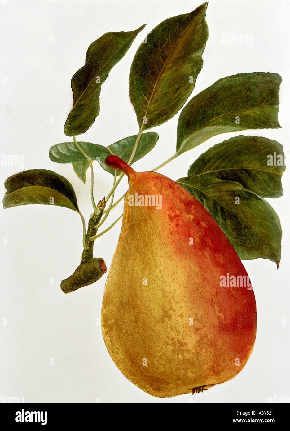 botany, Pyrus, "pear", (Pyrus communis), Clairgeaus butter pear, fruit ...