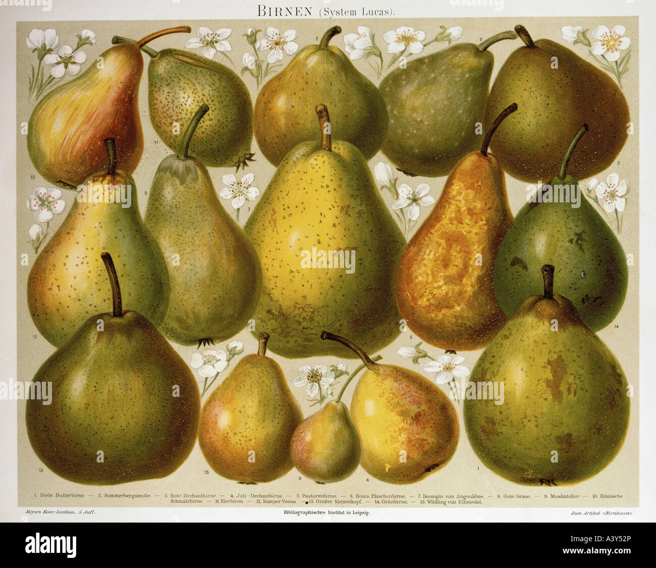 Pyrus communis illustration hi-res stock photography and images - Alamy