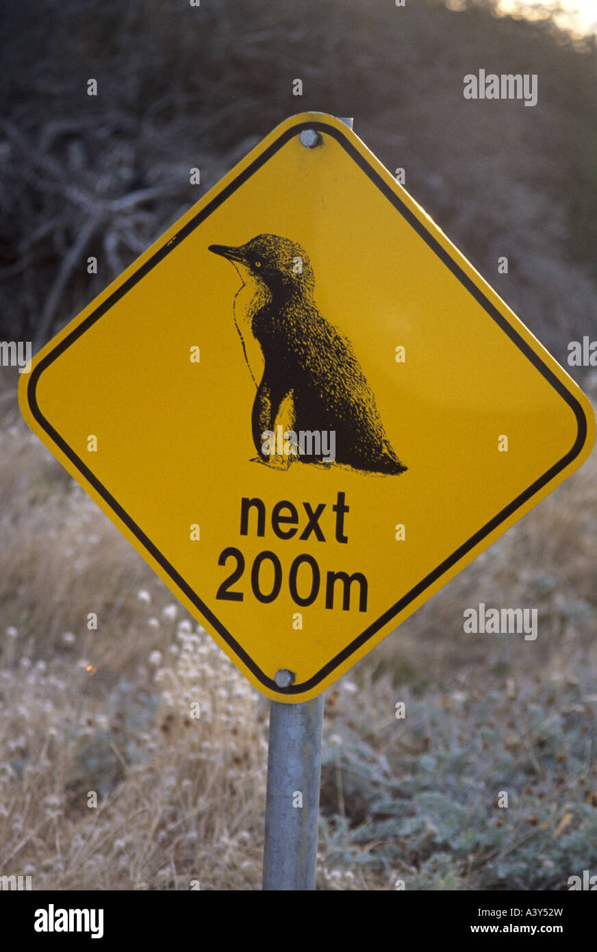 penguin sign, Australia, South Australia, Kangaroo Island Stock Photo ...
