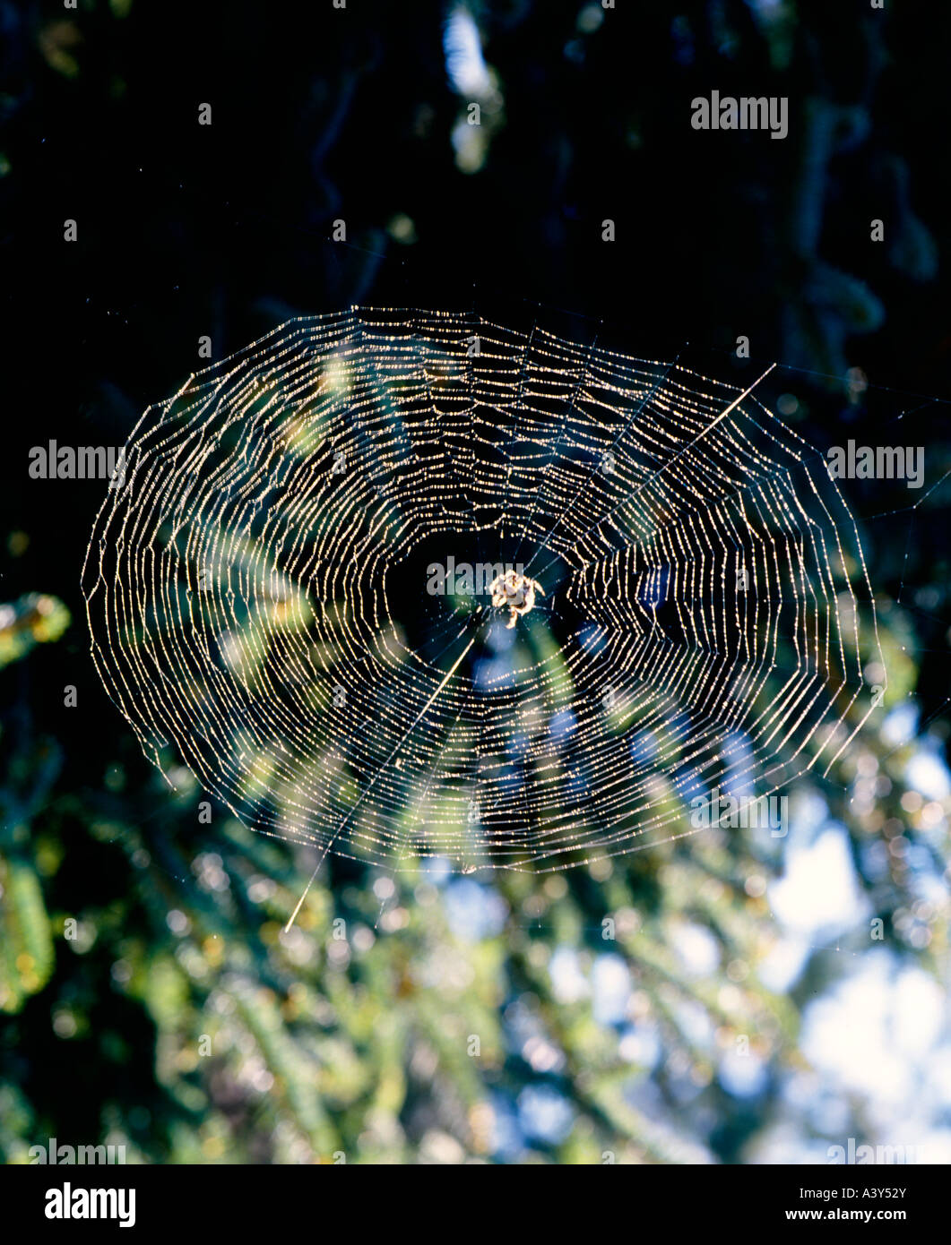 Spider web weighted down with morning dew and with a spider waiting for ...