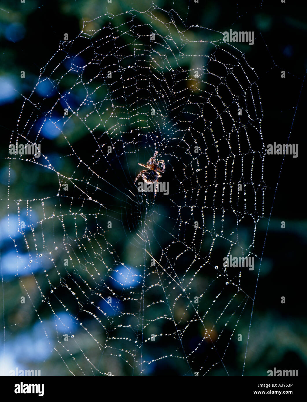 Webbing hi-res stock photography and images - Alamy