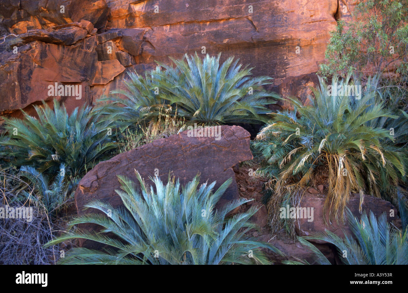 Cycad trees hi-res stock photography and images - Alamy