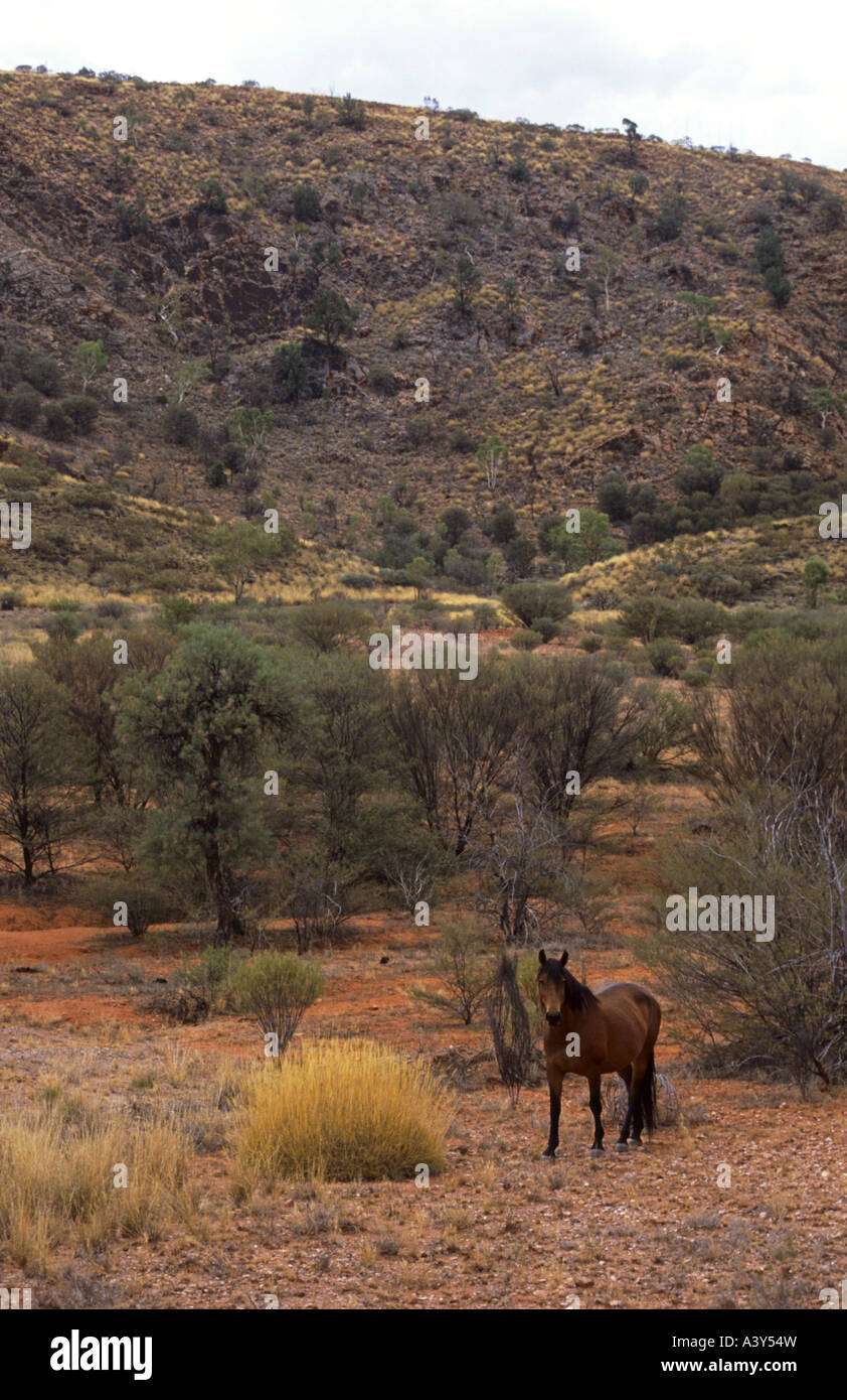 Australian wild brumby hi-res stock photography and images - Alamy