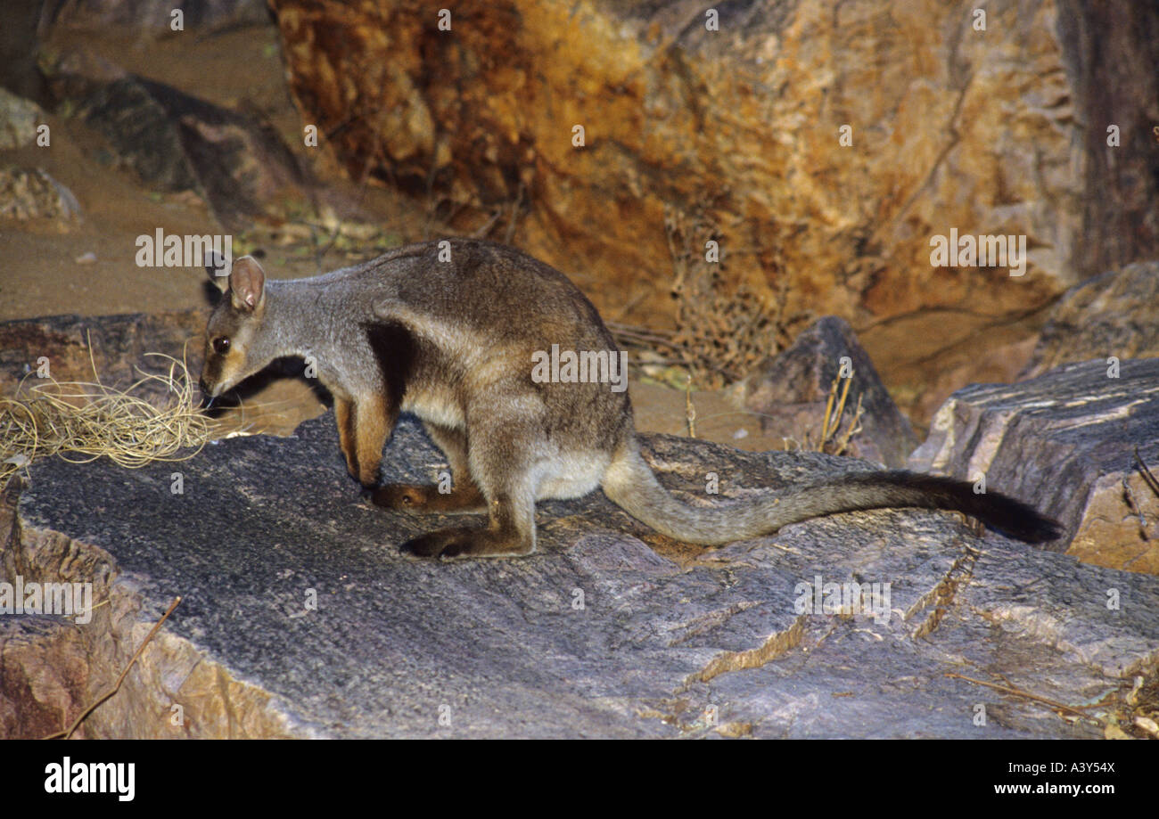 Black-flanked Rock-wallaby, Black-footed Rock-wallaby, Warru (Petrogale ...