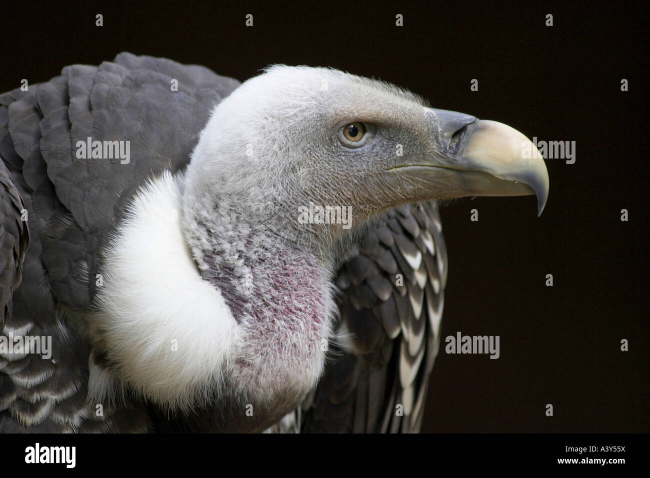 Ruppel's griffon, Rueppells griffon vulture (Gyps rueppelli), portrait ...