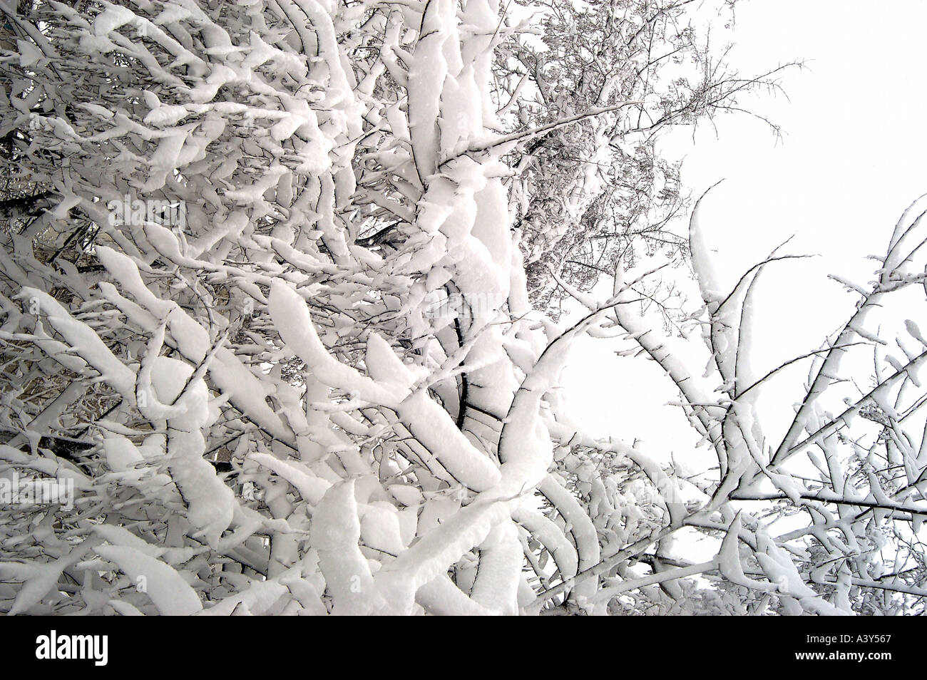 nature in winter Stock Photo - Alamy