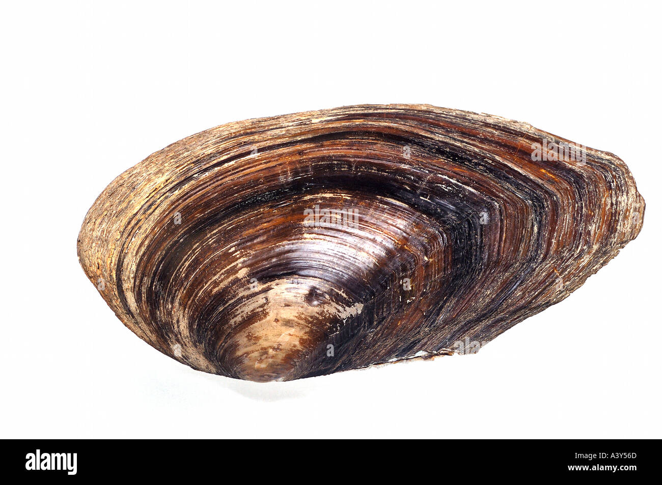 Detailed shell texture Cut Out Stock Images & Pictures - Alamy