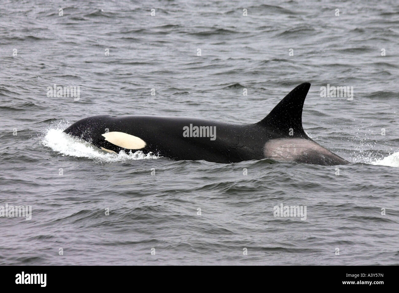 orca, great killer whale, grampus (Orcinus orca), swimming with high ...