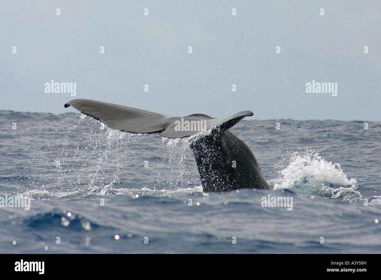 sperm whale, great sperm whale, spermacet whale, cachalot (Physeter ...