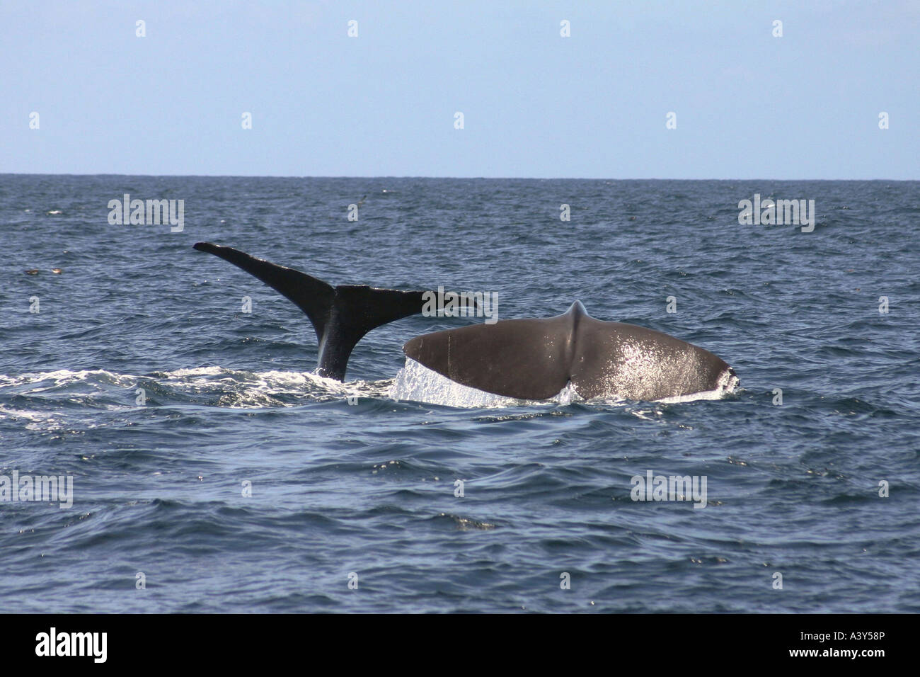 sperm whale, great sperm whale, spermacet whale, cachalot (Physeter ...