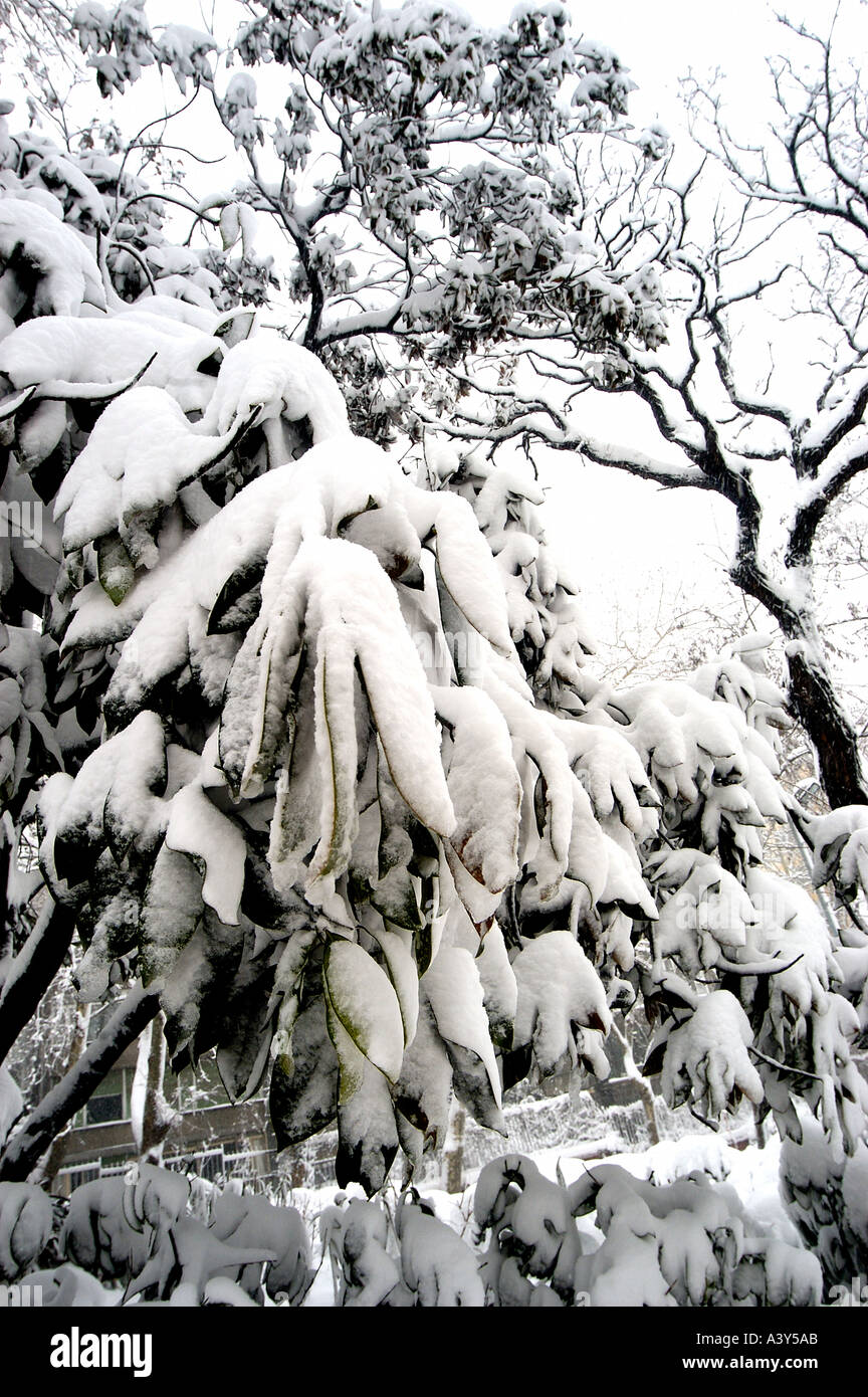 nature in winter Stock Photo - Alamy