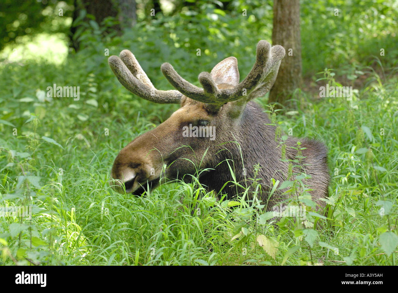 Bull elk side view head hi-res stock photography and images - Alamy