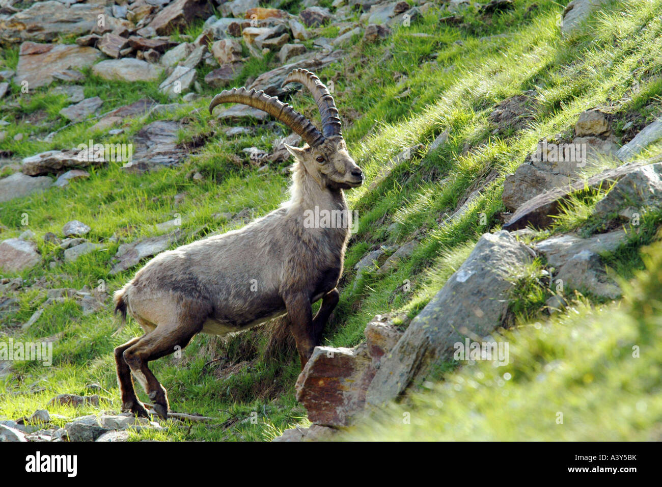 Buck stones hi-res stock photography and images - Alamy