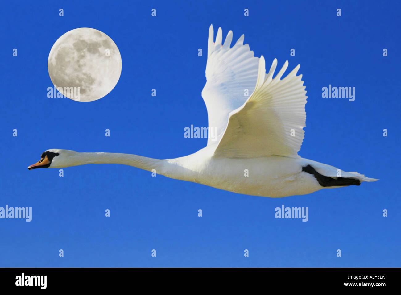 Swan And Full Moon