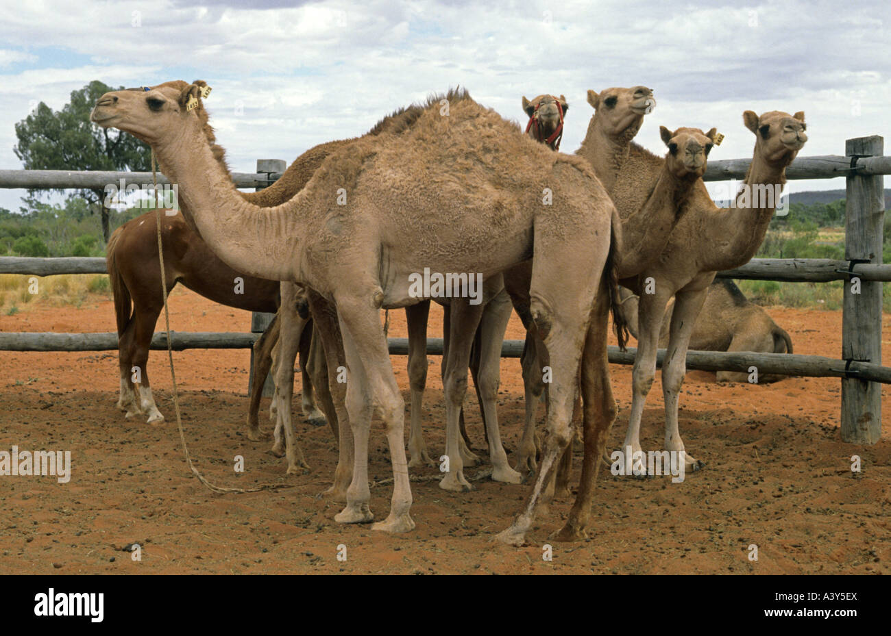 Mounts macdonnell hi-res stock photography and images - Alamy