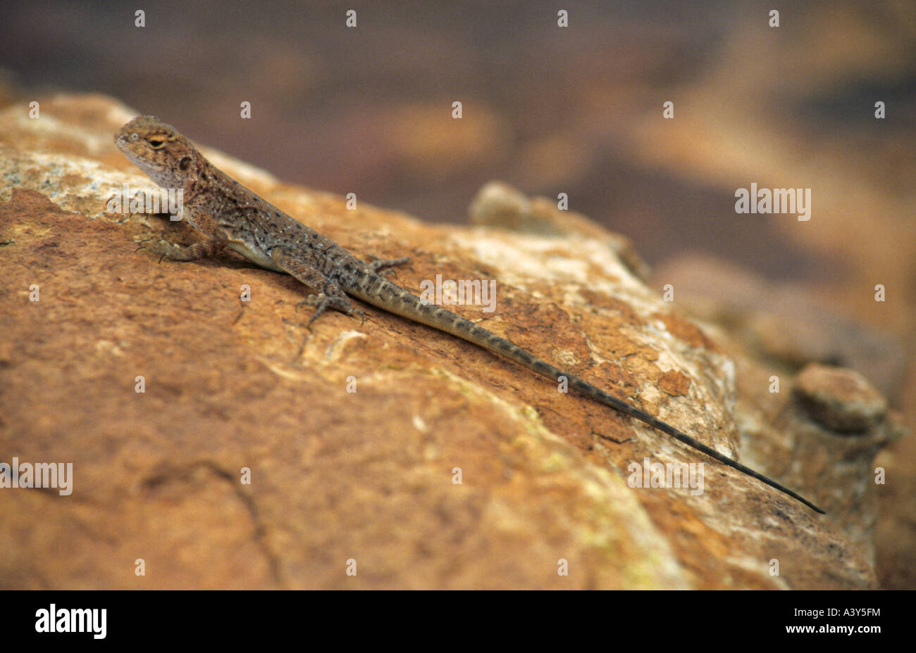 Central netted dragon (Amphibolurus nuchalis), Australia, Northern ...