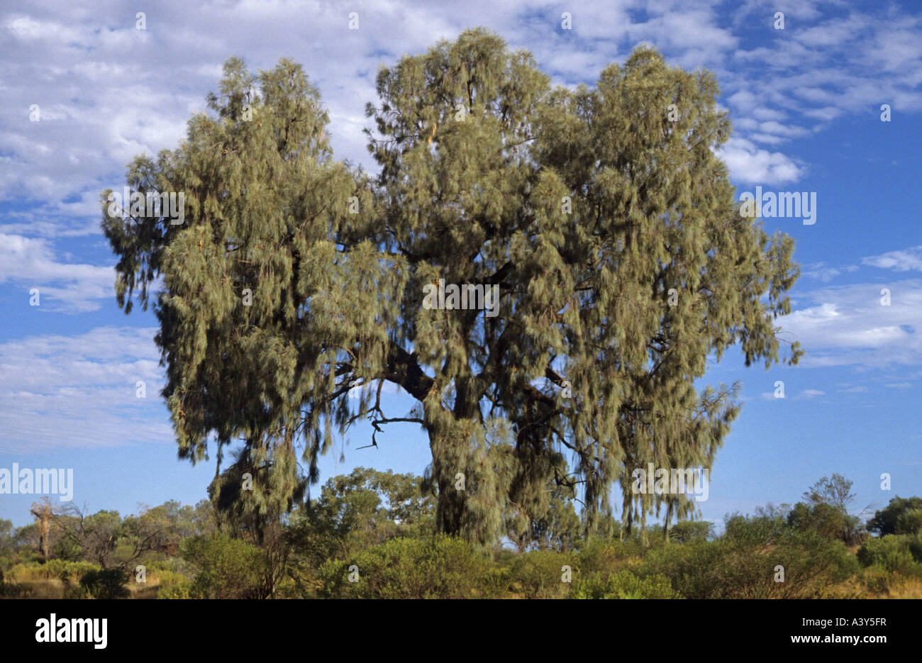 Desert oak tree australia hi-res stock photography and images - Alamy
