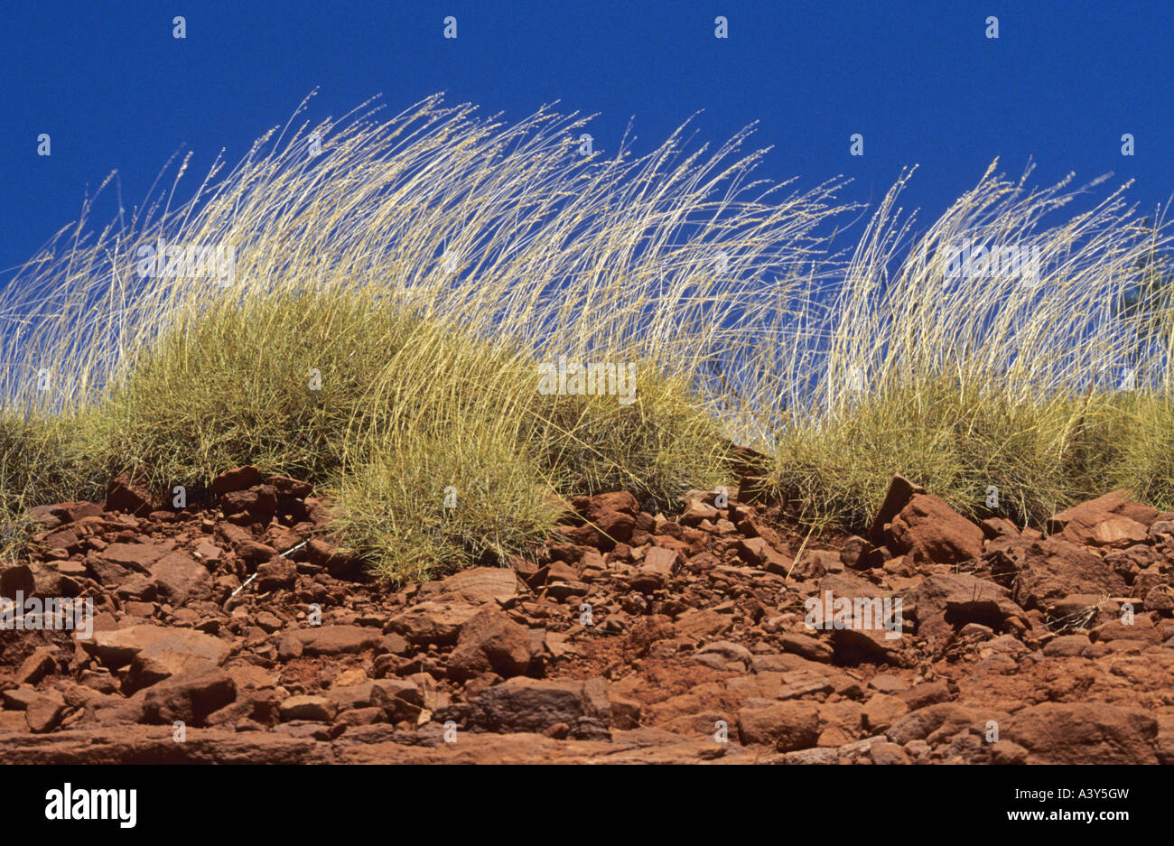Spinifex (Triodia spec.), Australia, Northern Territory Stock Photo - Alamy