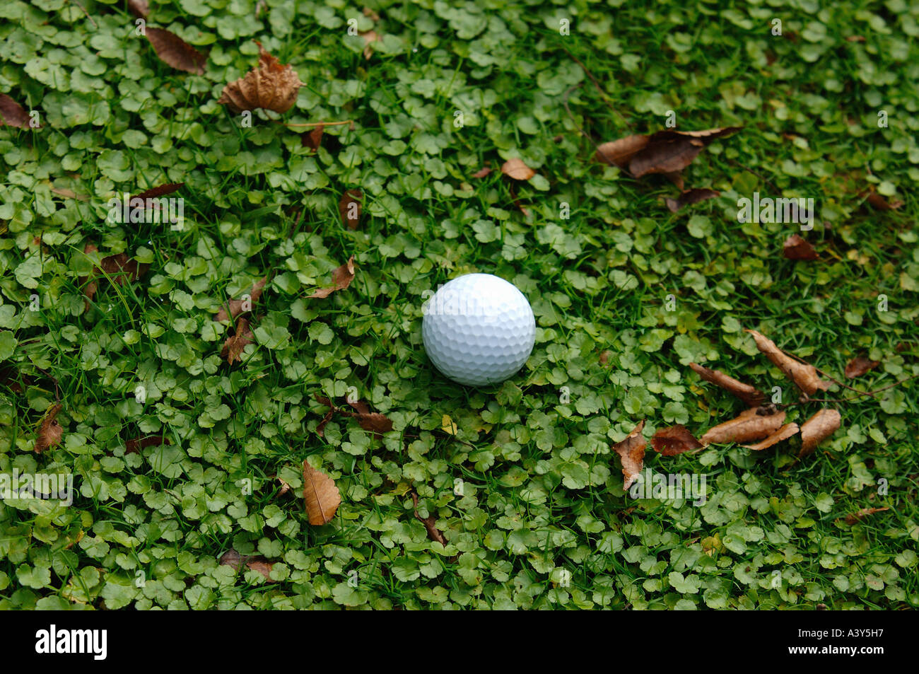 Close up of a golf ball in the rough Stock Photo - Alamy