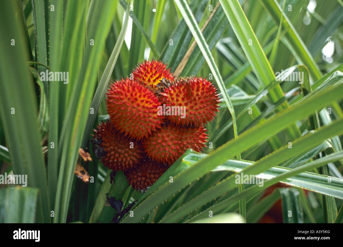 Pananus (Pandanus spec.), fruits, Australia, Queensland, Palmetum ...