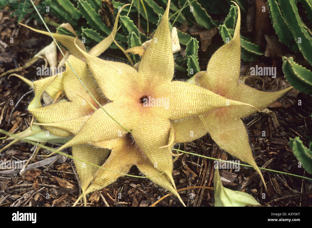 Stapelia stapelia spec hi-res stock photography and images - Alamy