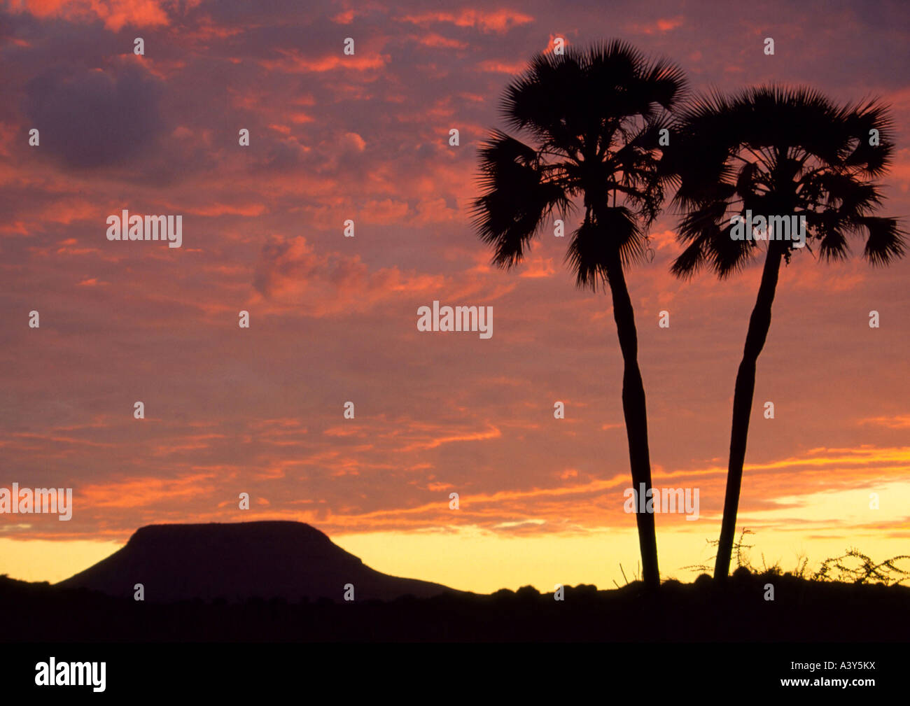 African palmyra palm hi-res stock photography and images - Alamy