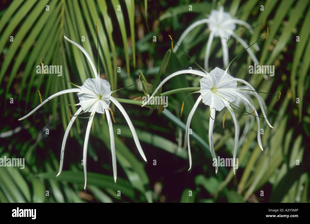 Peruvian Daffodill, Spider Lily (Hymenocallis festalis), three flowers ...
