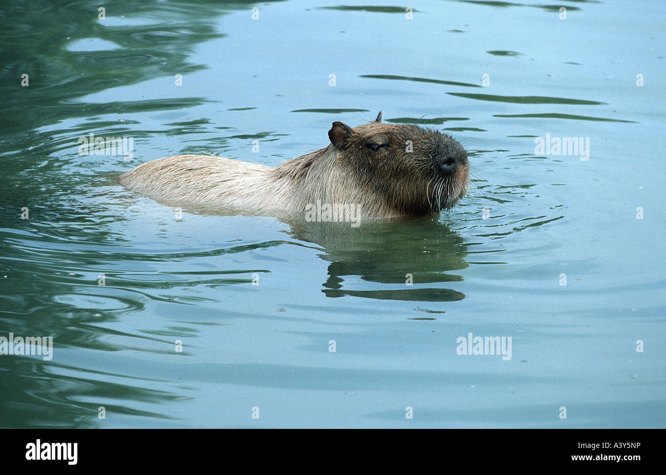 Capybara images hi-res stock photography and images - Alamy