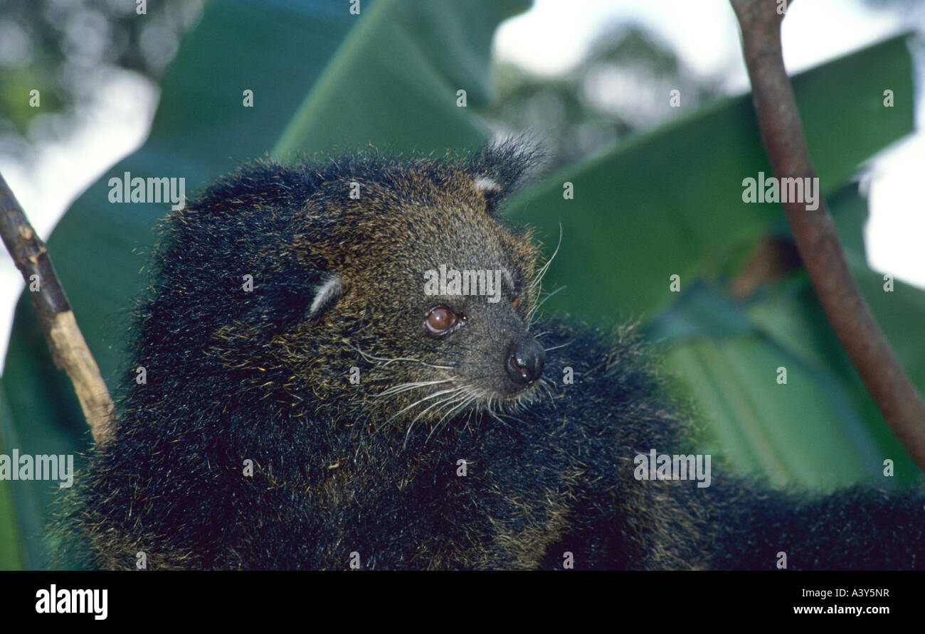 binturong (Arctictis binturong), Australia, Taronga Zoo Stock Photo - Alamy