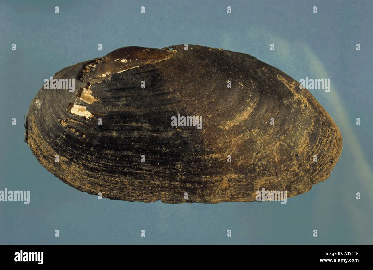 Eastern pearlshell margaritifera margaritifera hi-res stock photography ...