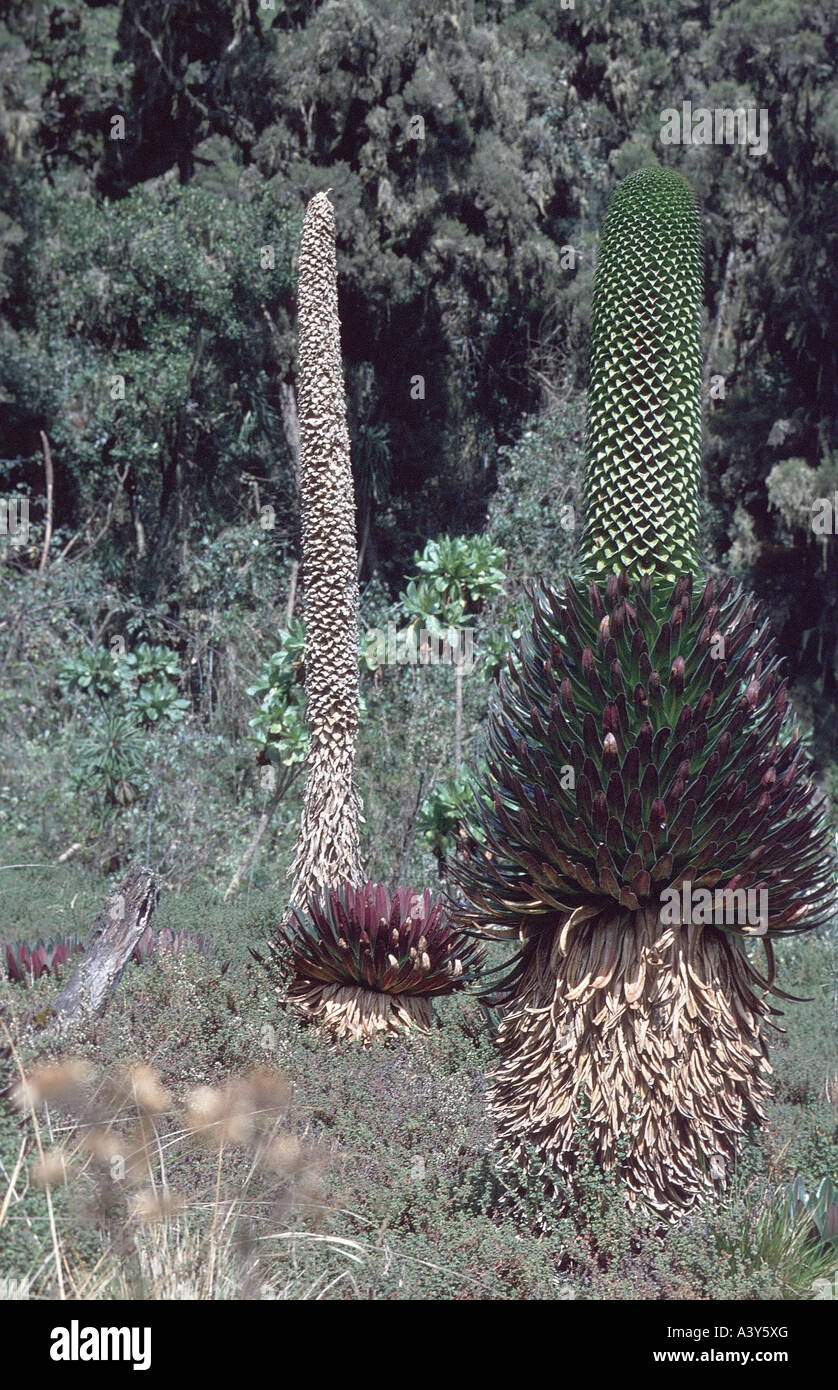 Lobelia (Lobelia spec.), two plants with inflorescences, Uganda ...