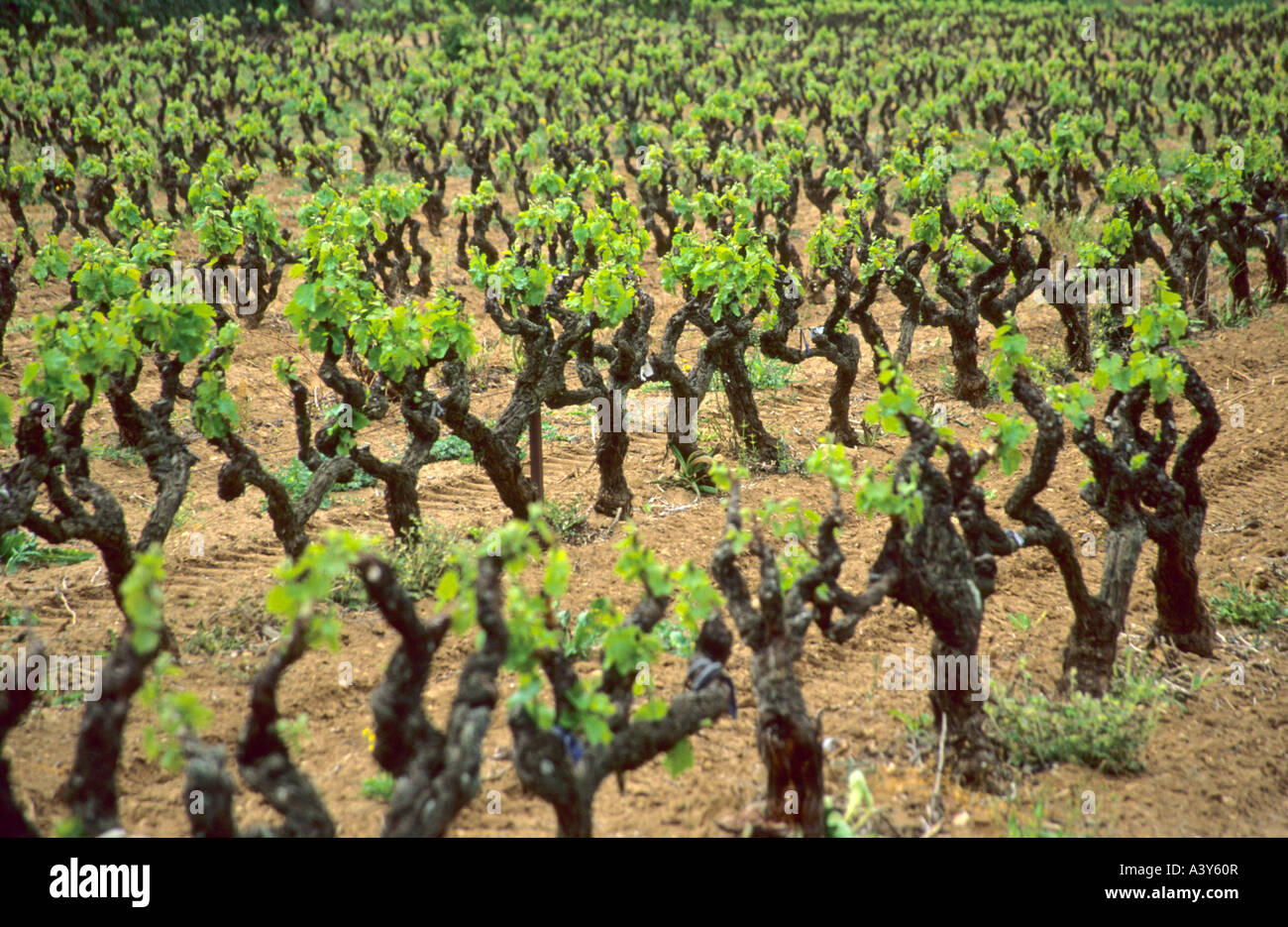 grape-vine, vine (Vitis vinifera), viniculture, France, Provence Stock ...