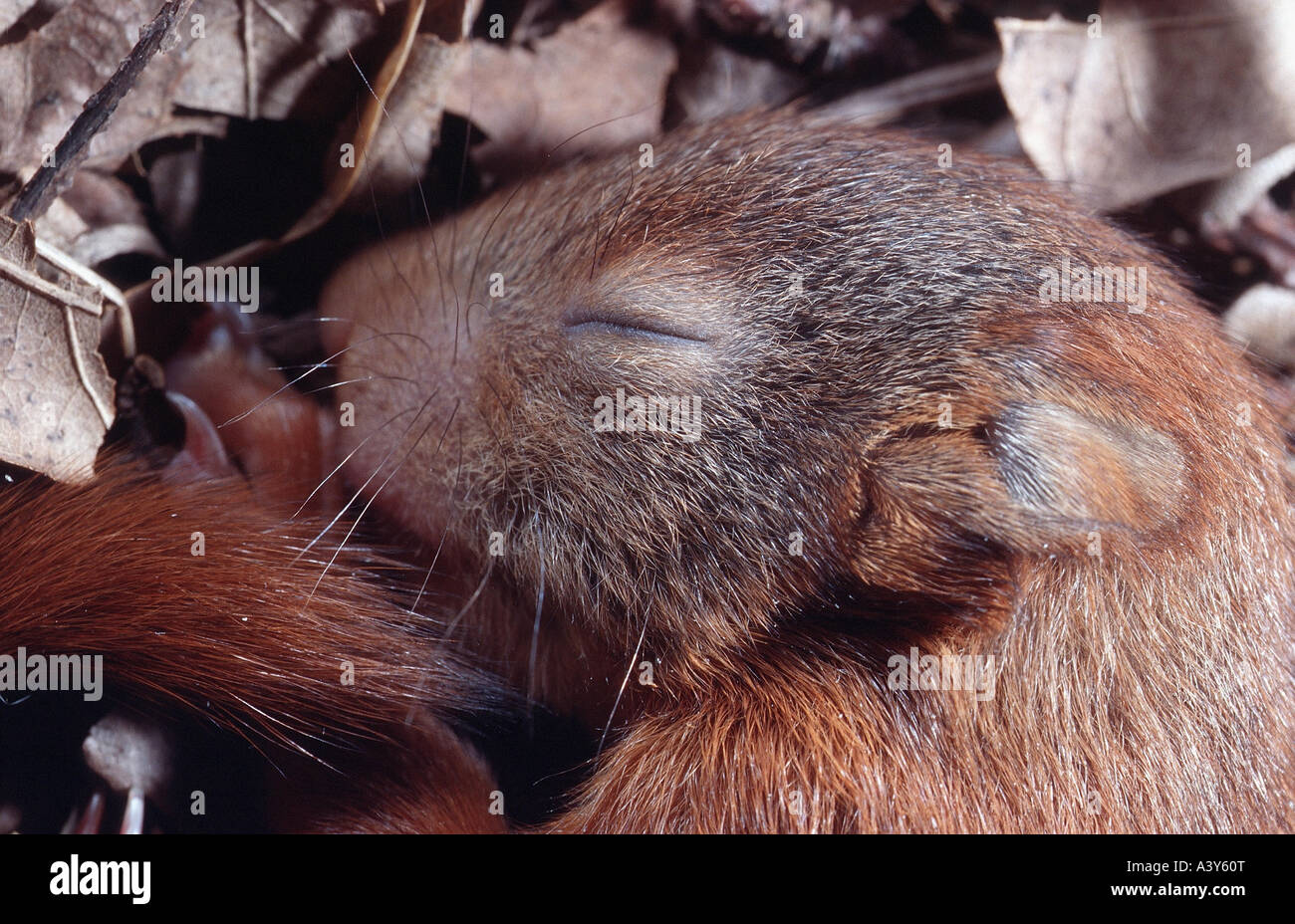 tree squirrels (Sciurus spec.), about 3 weeks old Stock Photo - Alamy