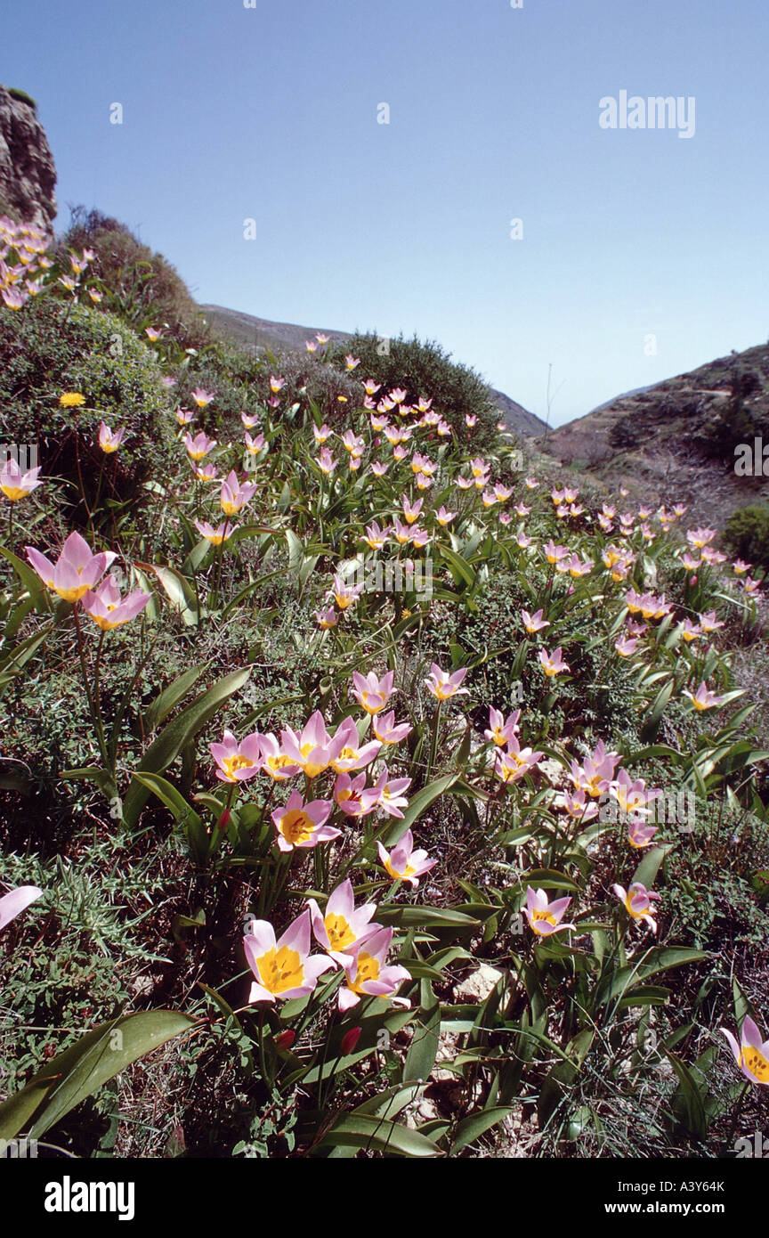 Tripi alm hi-res stock photography and images - Alamy