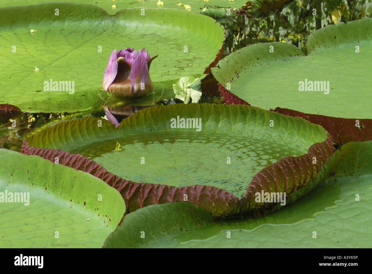 Santa Cruz Water Lily (Victoria cruziana), withered blossom and leaves ...