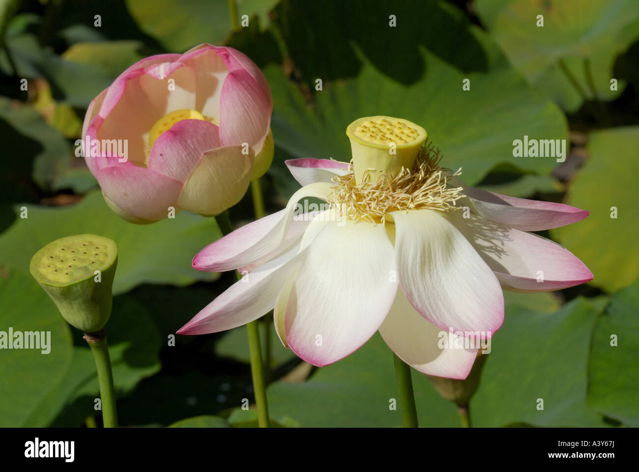Fruit of lotus flower hi-res stock photography and images - Alamy