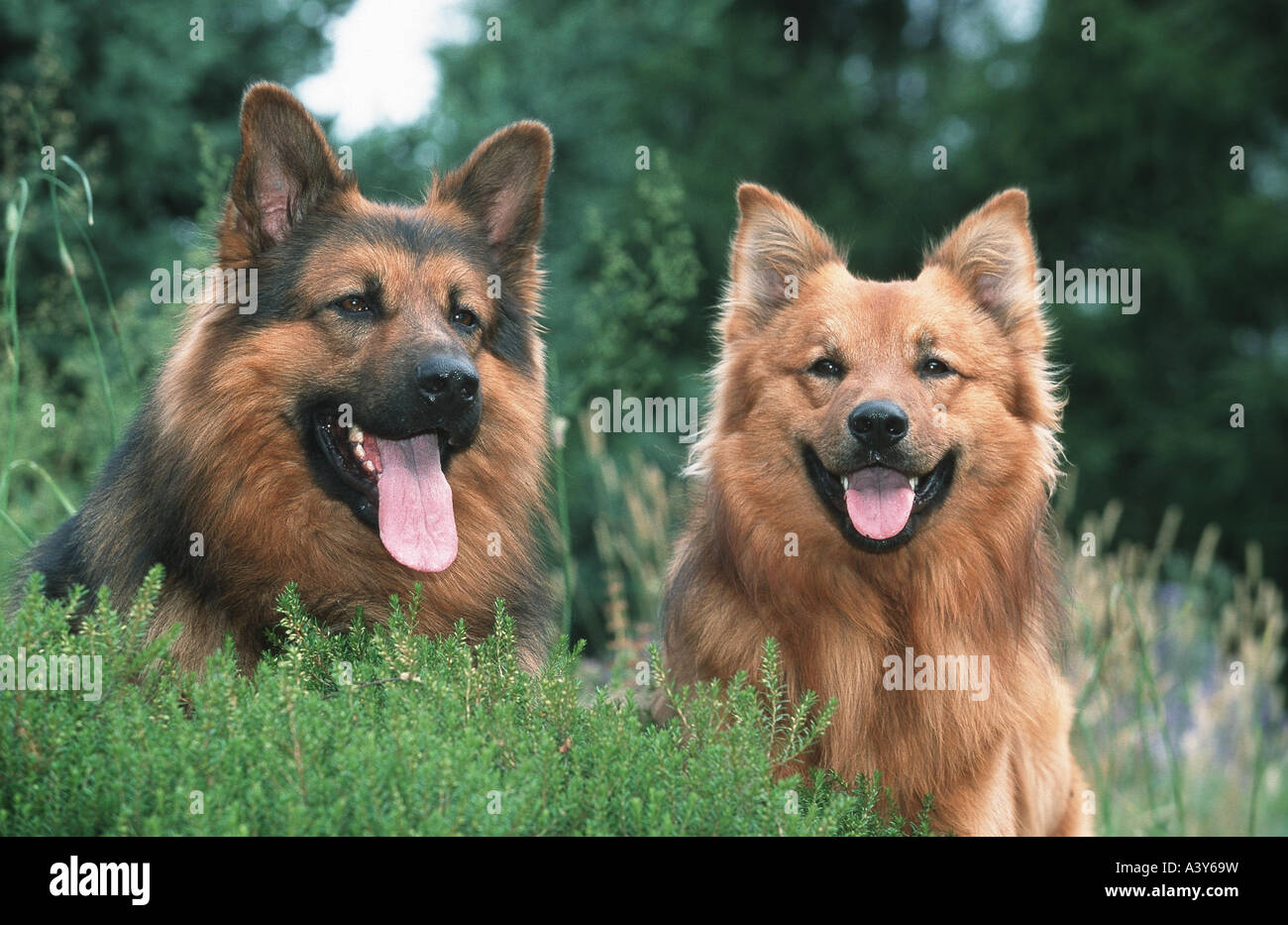 domestic dog, Harzer Fuchs und Langhaar Schaeferhund (Canis lupus forma ...