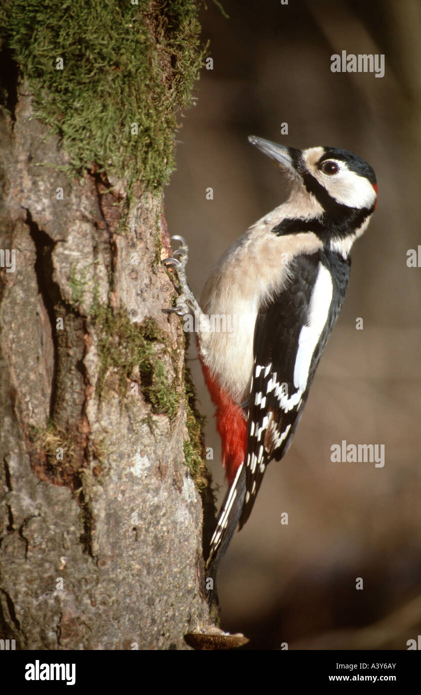 great spotted woodpecker (Picoides major, Dendrocopos major), portrait ...