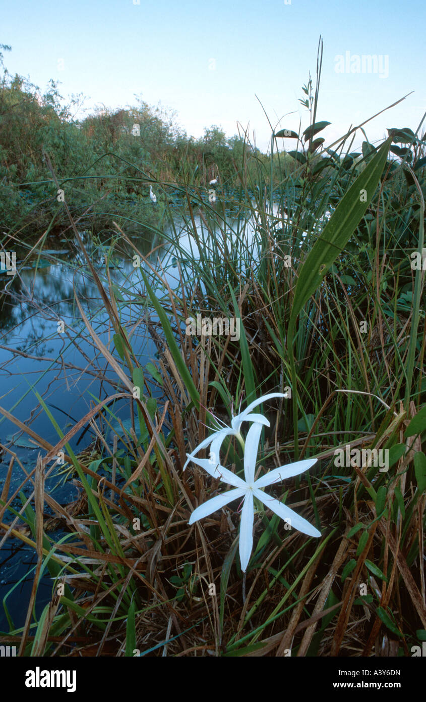 Swamplily, Swamp Lily, Stringlily, String Lily, Seven Sisters (Crinum ...