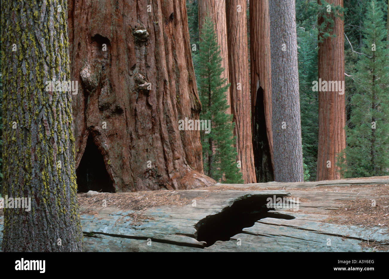 giant sequoia, giant redwood (Sequoiadendron giganteum), dense forest ...