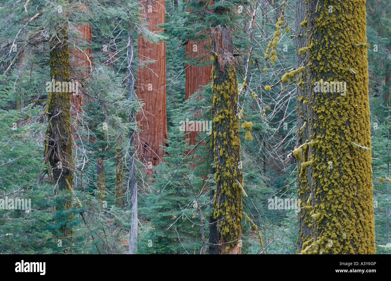 giant sequoia, giant redwood (Sequoiadendron giganteum), spruce tree ...