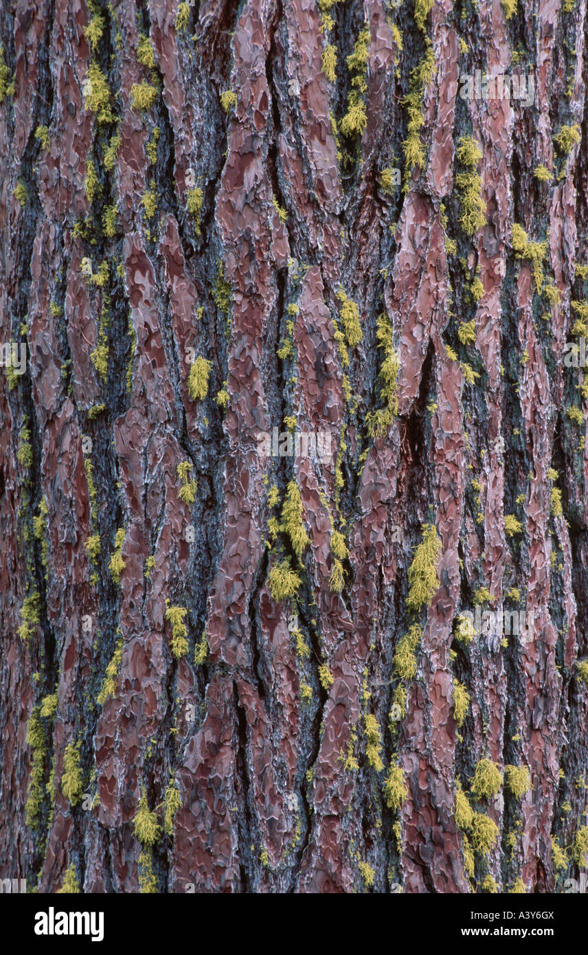 California red fir (Abies magnifica), detail of trunk coverd with ...