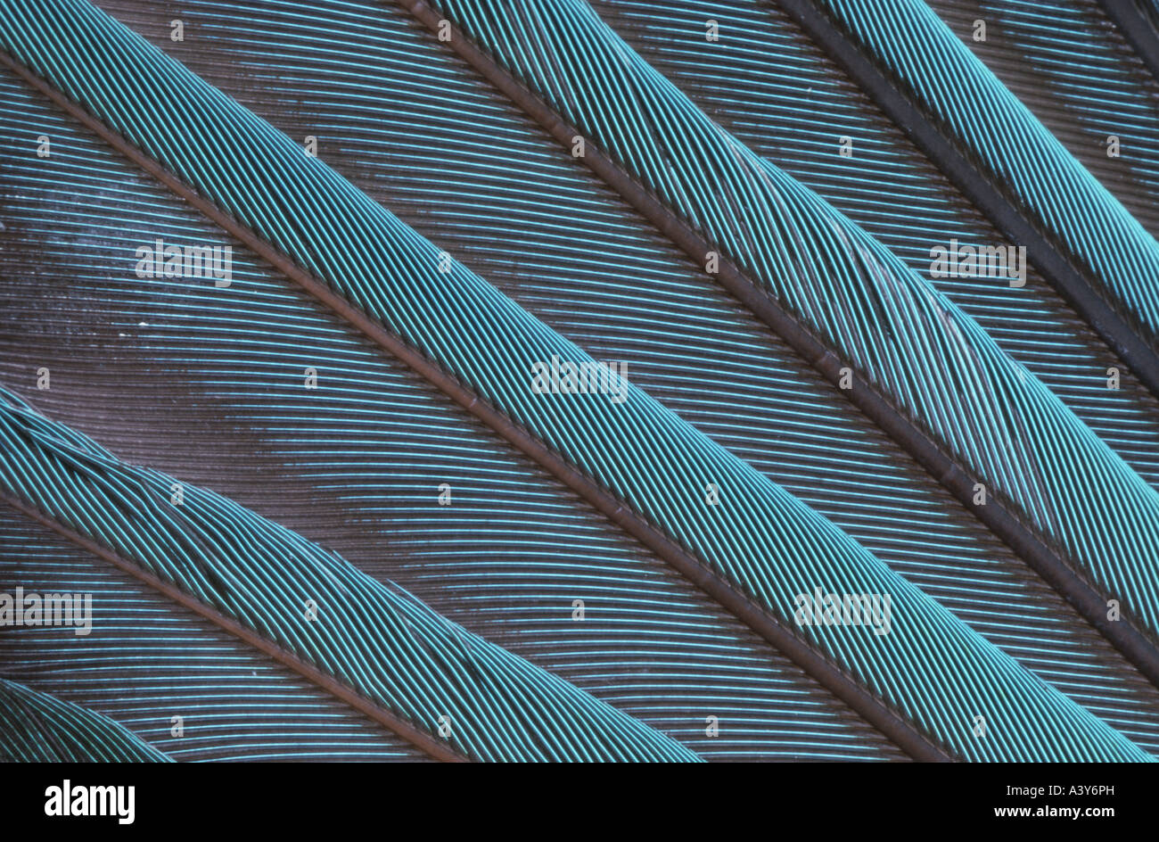 Metallic wing feathers hi-res stock photography and images - Alamy