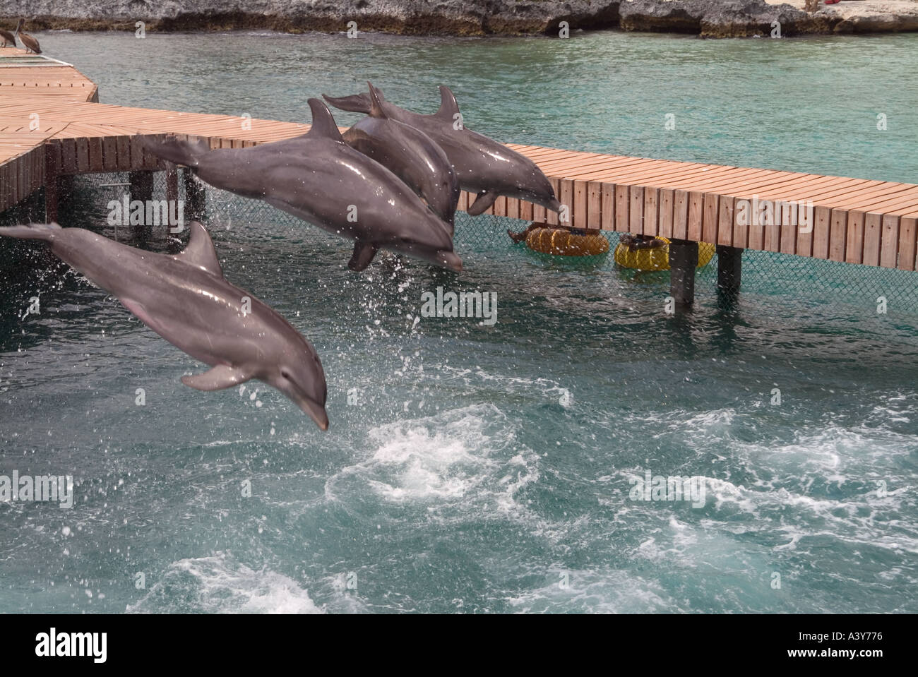 Four dolphins airborn diving out of outdoor aquarium Xcaret Park ...