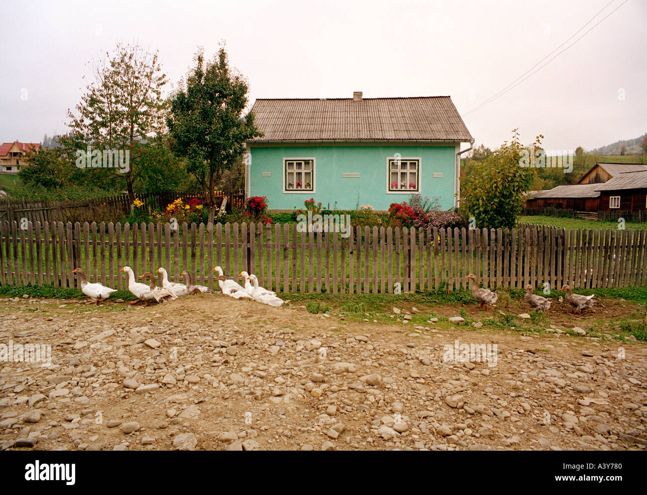 geese outside house in Romania Stock Photo - Alamy