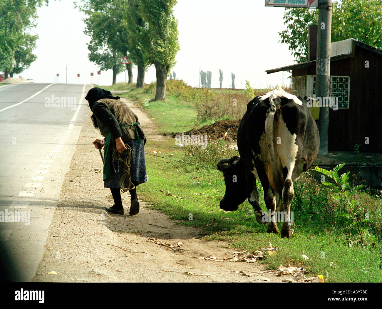Lady Cow Stock Photos & Lady Cow Stock Images - Alamy