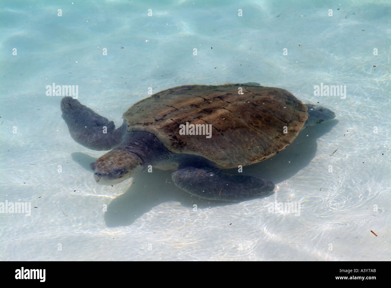 Large ocean turtle Xcaret Park Riviera Maya Mexico Stock Photo - Alamy